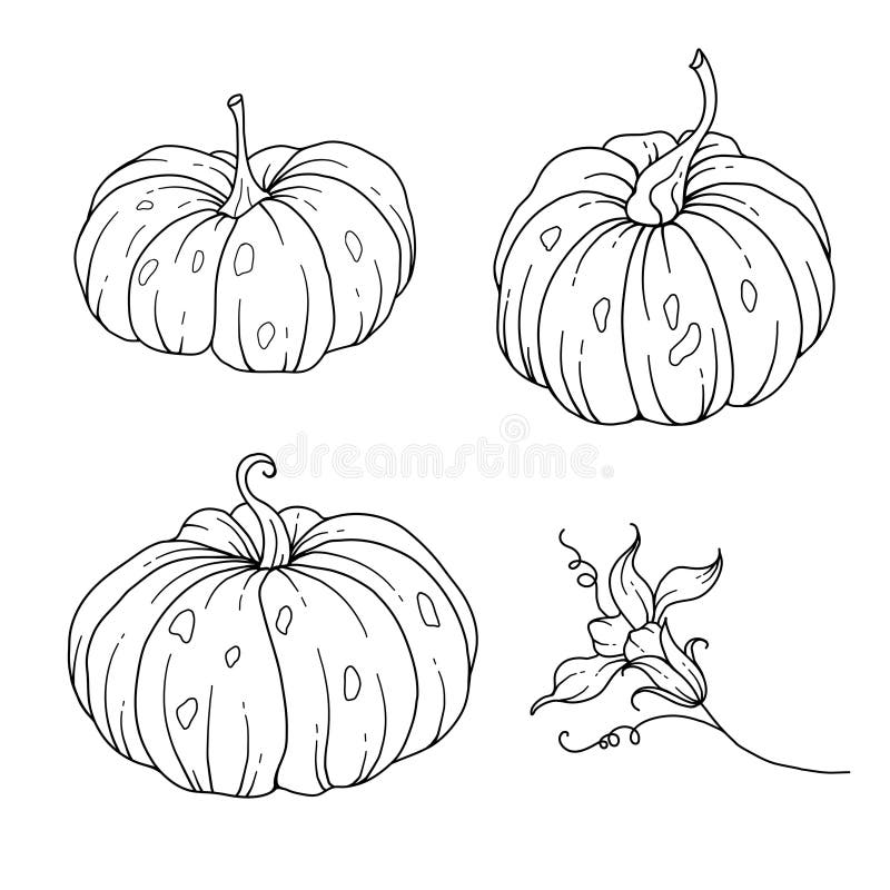 Pumpkins Line Art Illustration, Outline Pumpkin Arrangement Hand Drawn ...