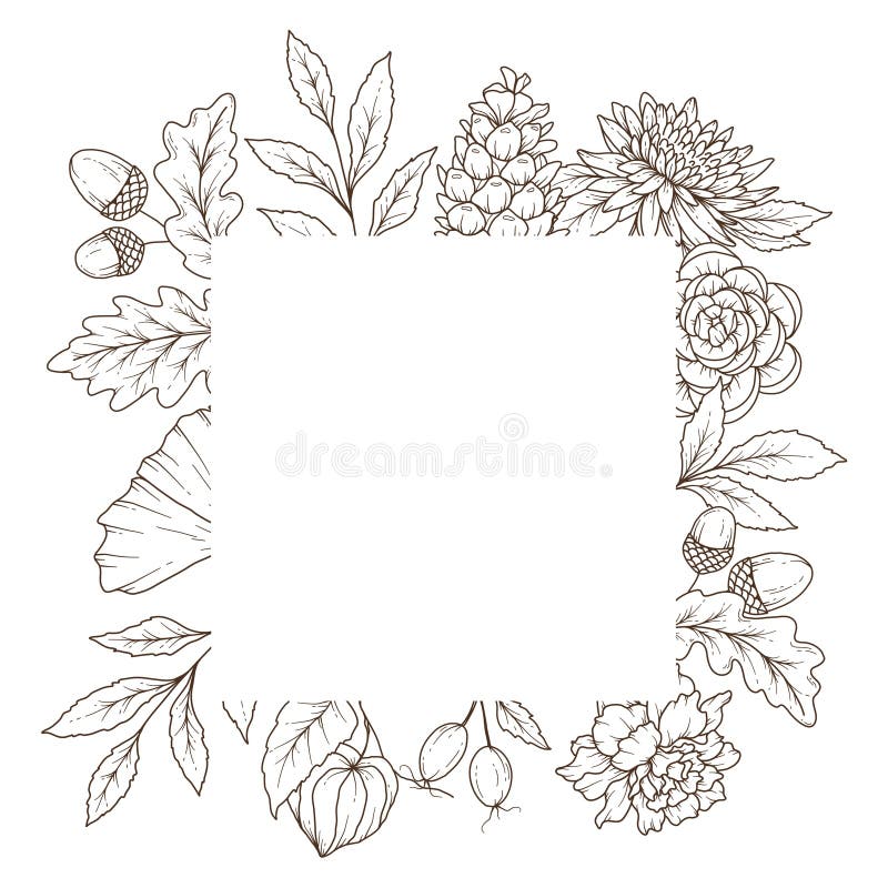 Chrysanthemum Line Art. Chrysanthemum Outline Illustration. November ...