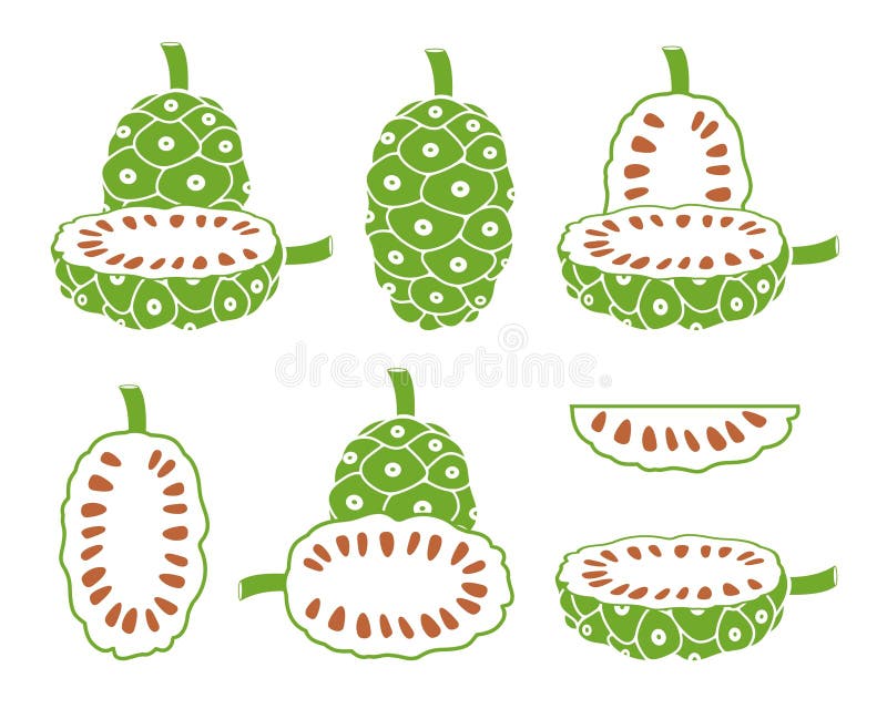 Noni Fruit Outline. Isolated Noni Fruit on White Background Stock ...