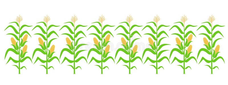 Field with Corn. Isolated Corn on White Background Stock Vector ...