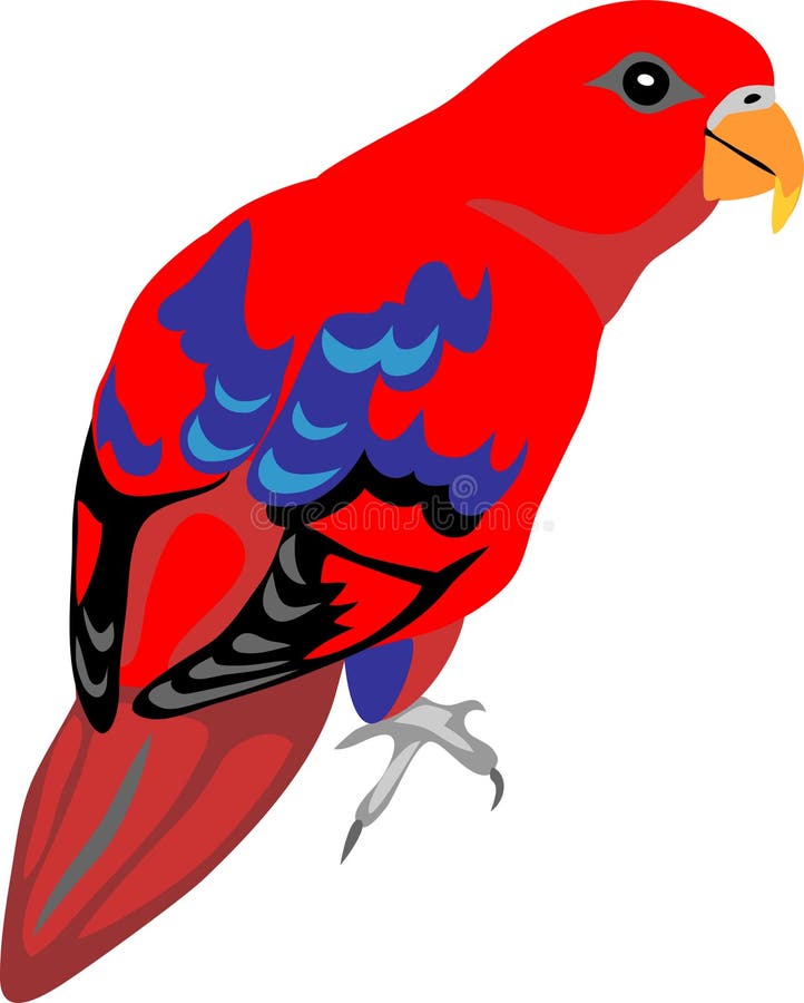 Lory Colour Stock Illustrations – 14 Lory Colour Stock Illustrations ...