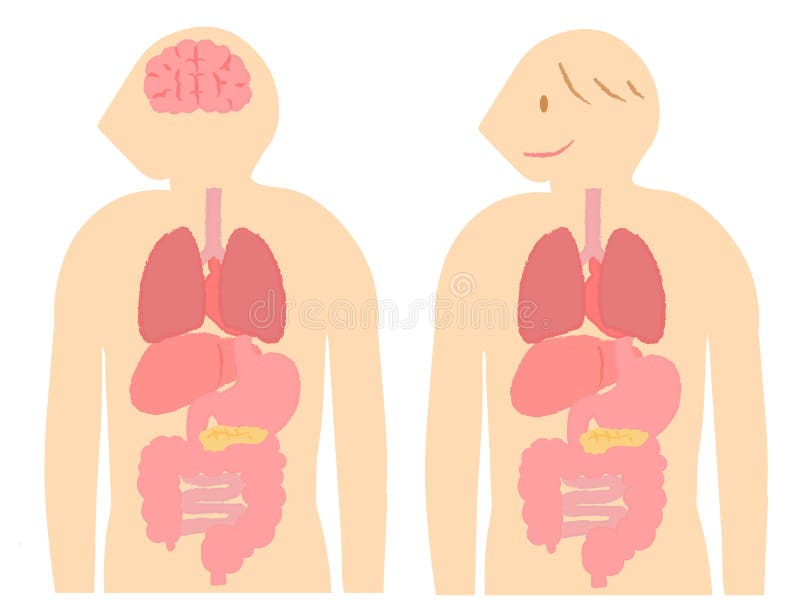 Human Body, Human Anatomy Diagram, Internal Organs Organs Stock Vector ...