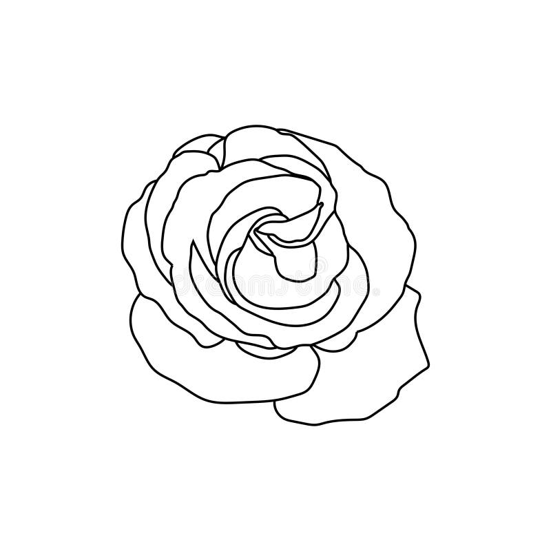 Minimalist Rose Line Art Elegant Floral Outline Stock Illustration ...