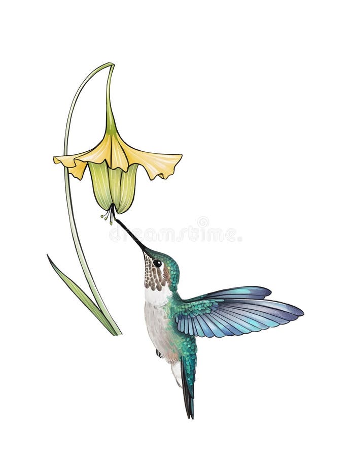 Humming Bird Flying Around a Flower for Eating Honey Drawing Art ...