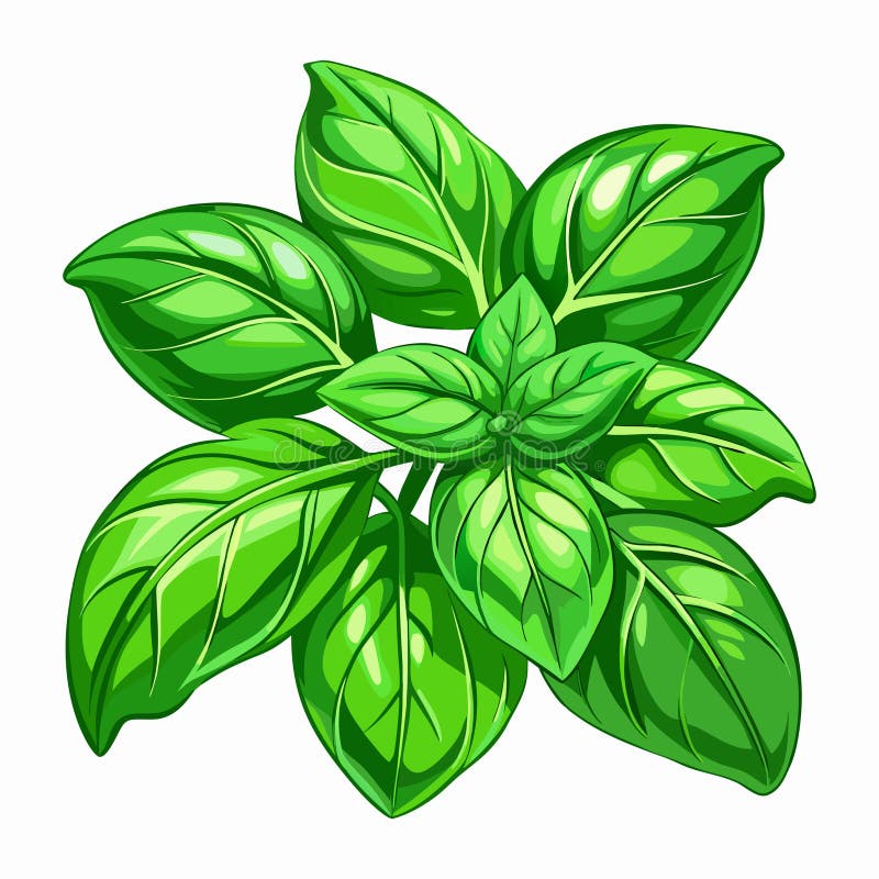 Detailed Basil Vector Graphic – White Background Stock Vector ...