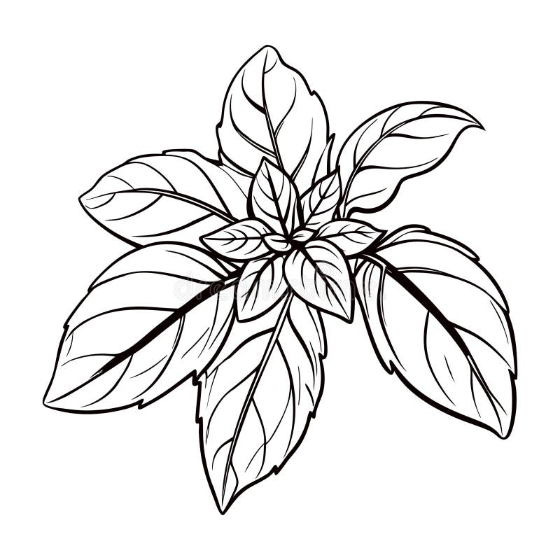 Detailed Basil Vector Graphic – White Background Stock Vector ...