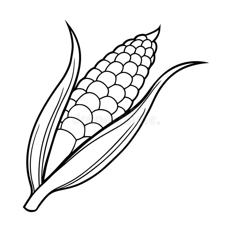 Realistic Corn Outline Vector Illustration on White Background Stock ...