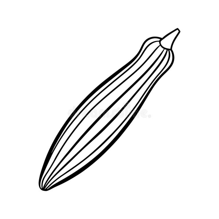 Realistic Okra Outline Vector Illustration on White Background Stock Vector - Illustration of ...
