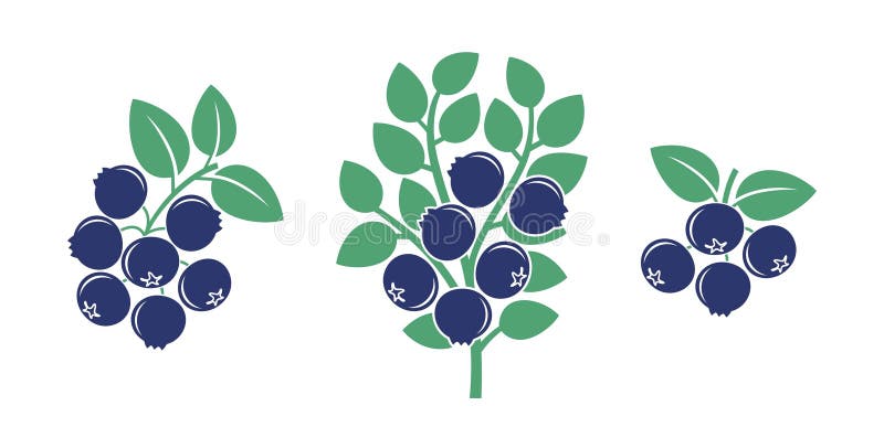 Blueberry vector. Logo stock vector. Illustration of isolated - 103194517