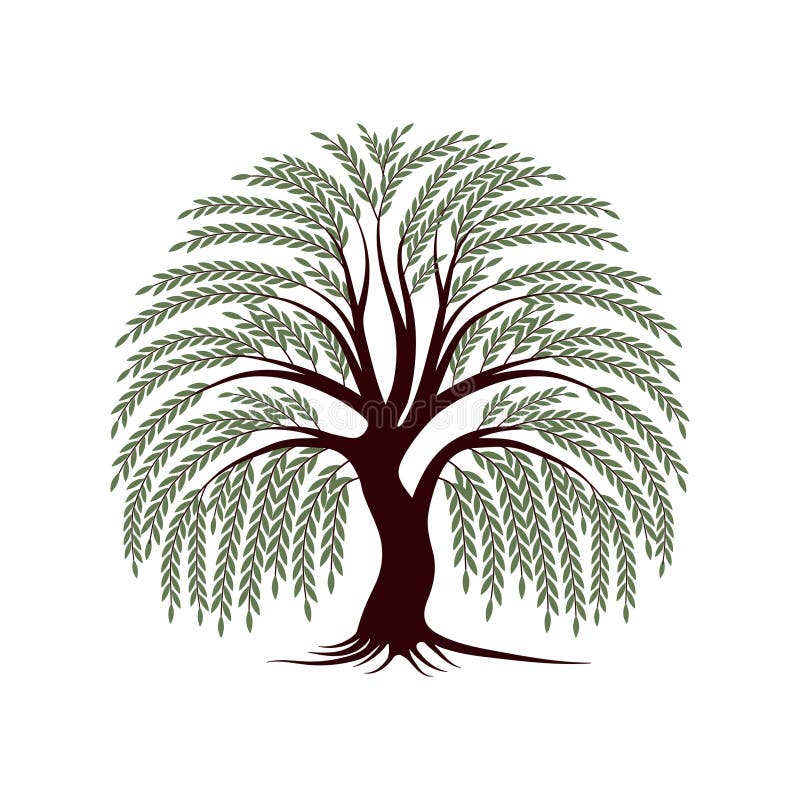 Graceful Willow Tree Vector, Weeping Willow Tree Vector Stock Vector ...
