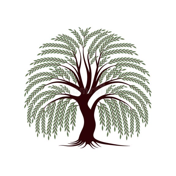 Graceful Willow Tree Vector, Weeping Willow Tree Vector Stock Vector ...