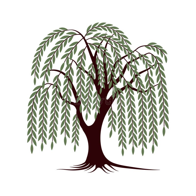 Graceful Willow Tree Vector, Weeping Willow Tree Vector Stock Vector ...