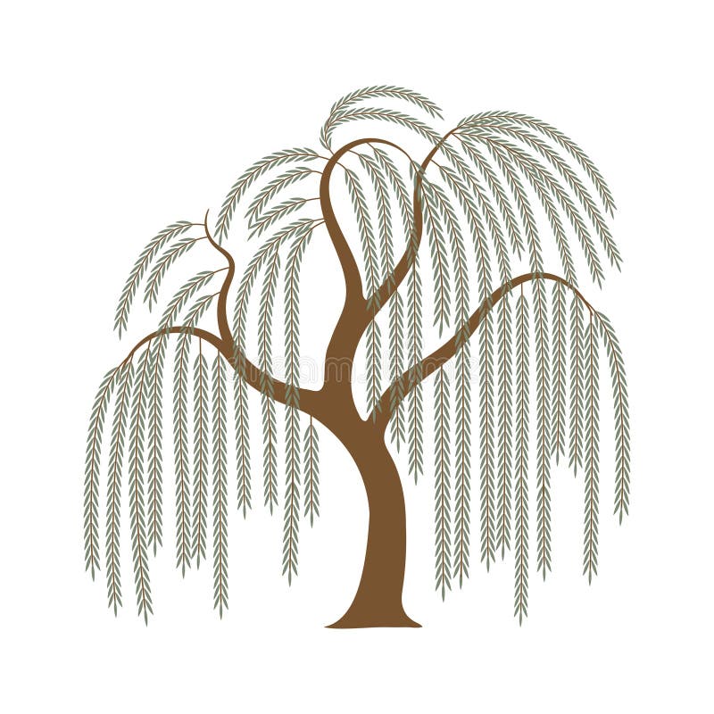 Graceful Willow Tree Vector, Weeping Willow Tree Vector Stock Vector ...