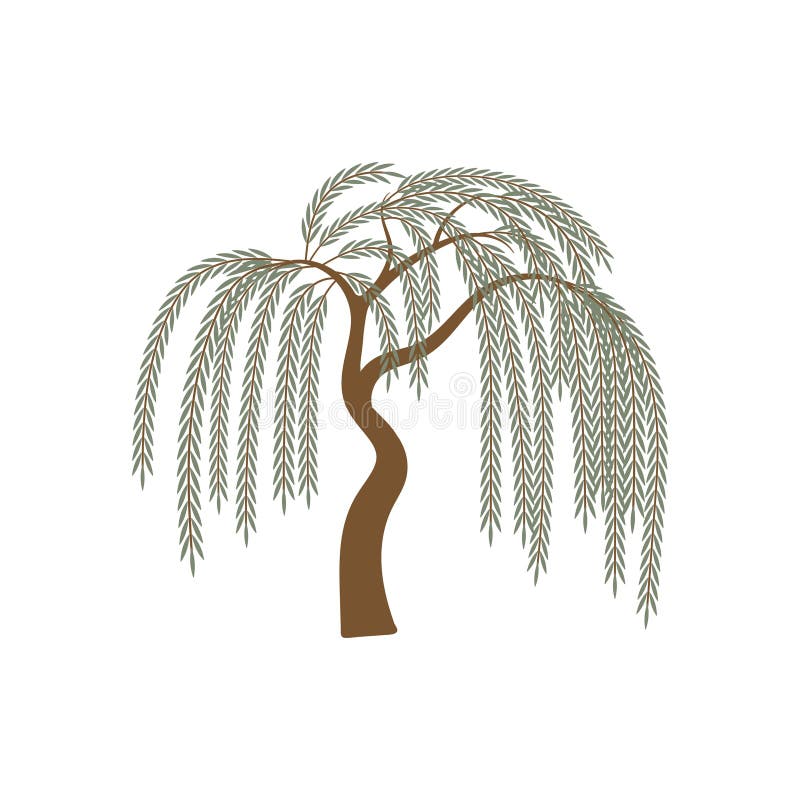 Graceful Willow Tree Vector, Weeping Willow Tree Vector Stock Vector ...