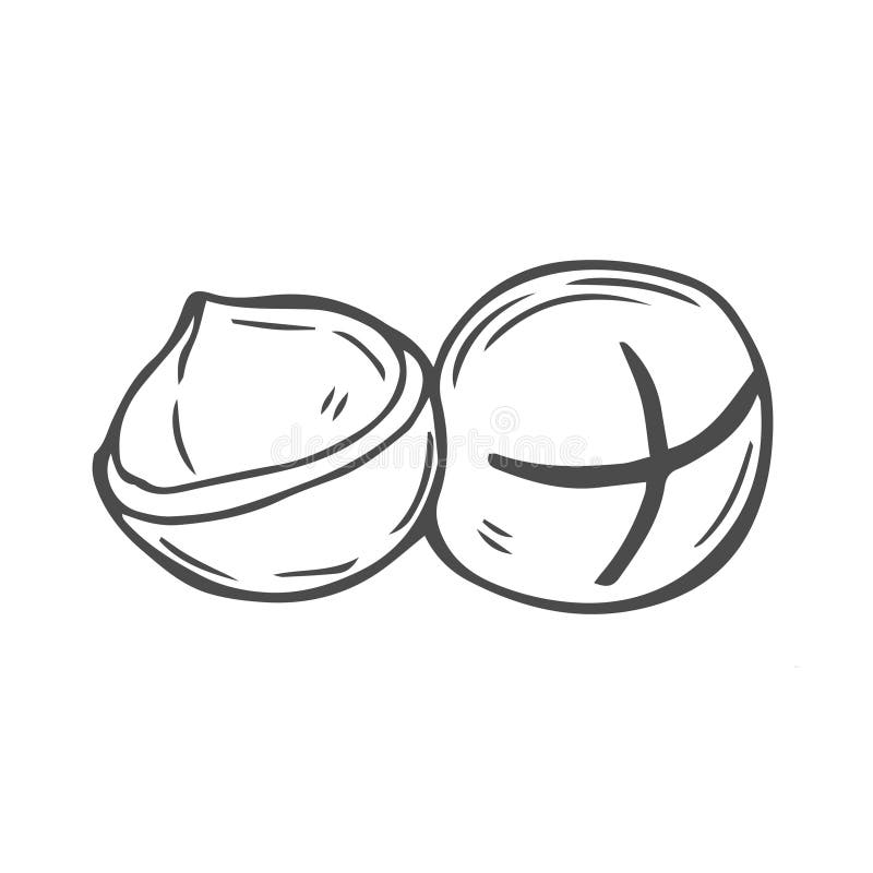 Vector Macadamia Nut Illustration. Shelled and Cracked Macadamia Nuts ...