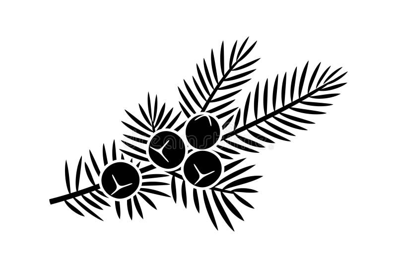Juniper Berries Logo. Isolated Juniper Berries on White Background ...