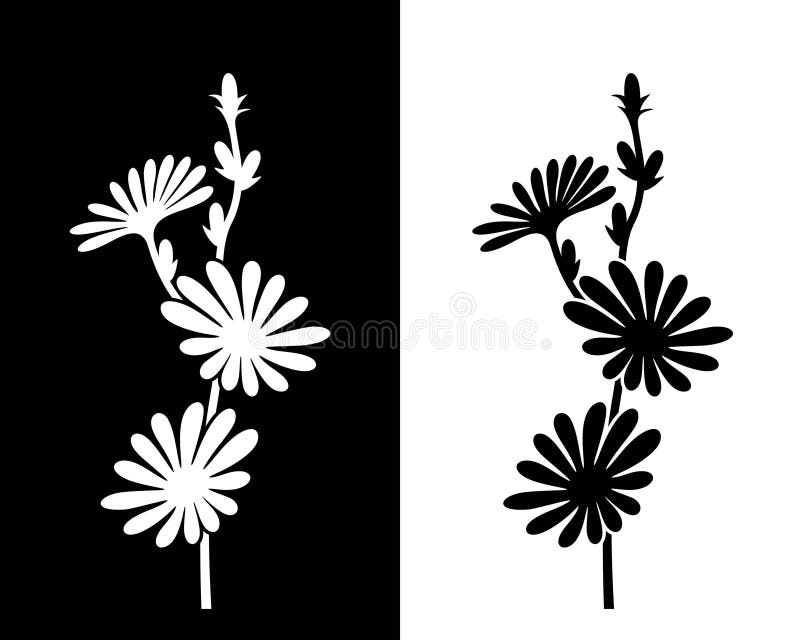 Chicory Flower. Line Drawing. Black and White Illustration. Vector ...