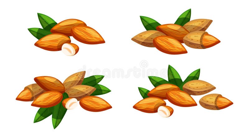 Set of Almonds. Vector Illustration of Whole, Peeled and Half Almonds ...