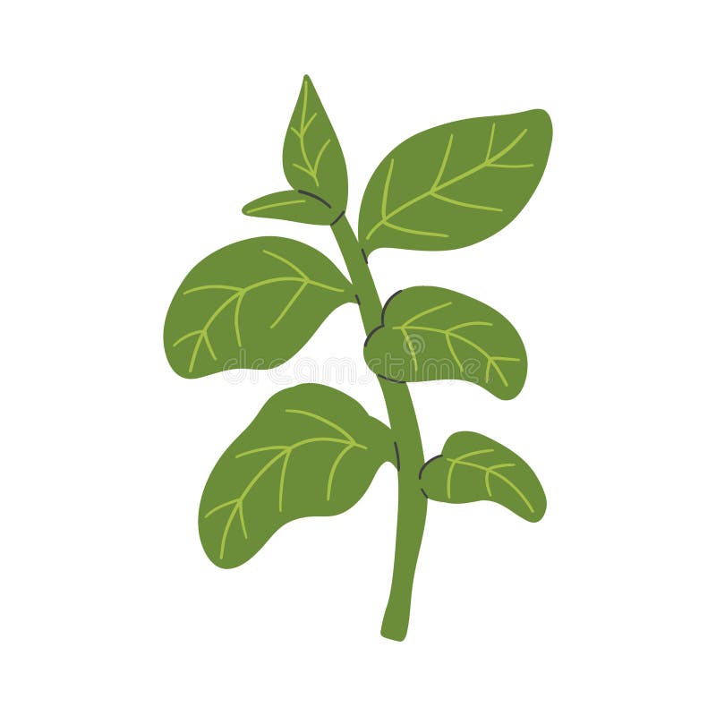 Vector Design of Basil Leaves, Isolated on White Background, Clip Art ...