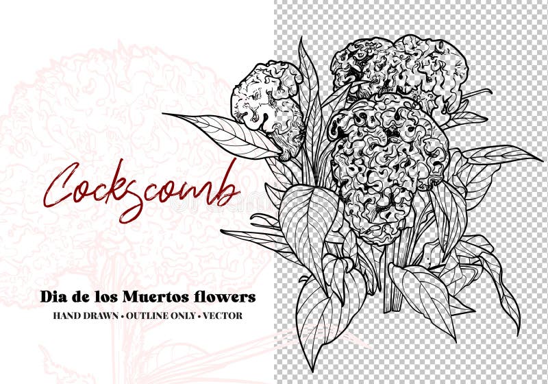 Cockscomb Flower Line Art Vector Illustration Stock Vector ...