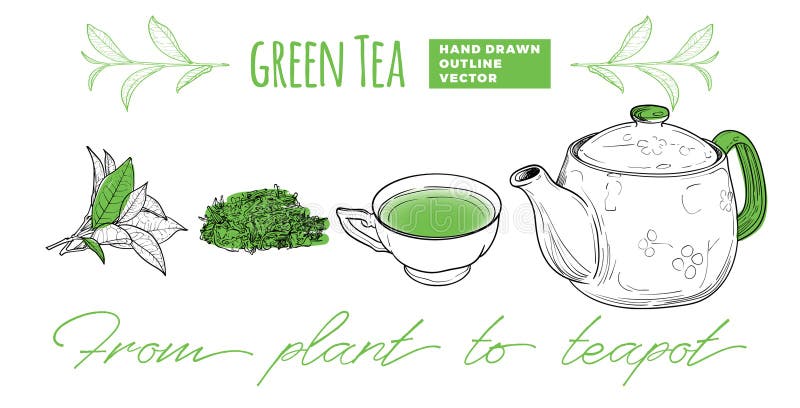 Black Line Art Green Tea from Plant To Pot Banner Stock Vector ...