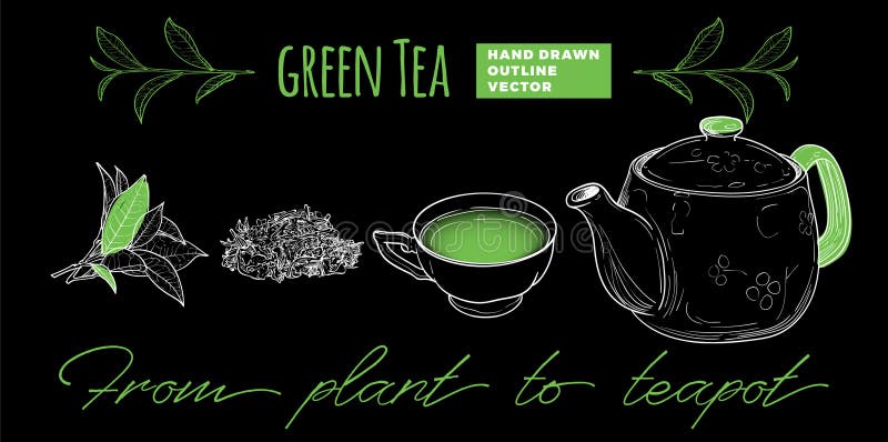 Green Tea from Plant To Pot Illustration Stock Vector - Illustration of ...