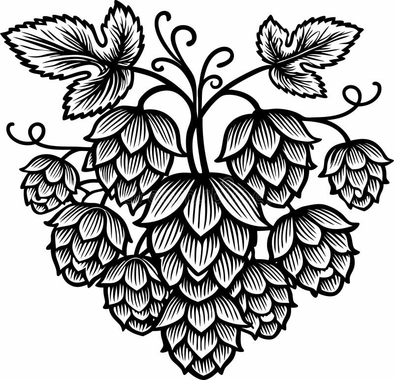 Heart-shaped Hops and Barley. Black Illustration, Etching, Vintage ...