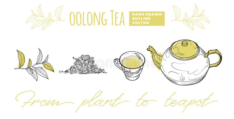 Line Art Oolong Tea Isolated on White Background Stock Vector ...