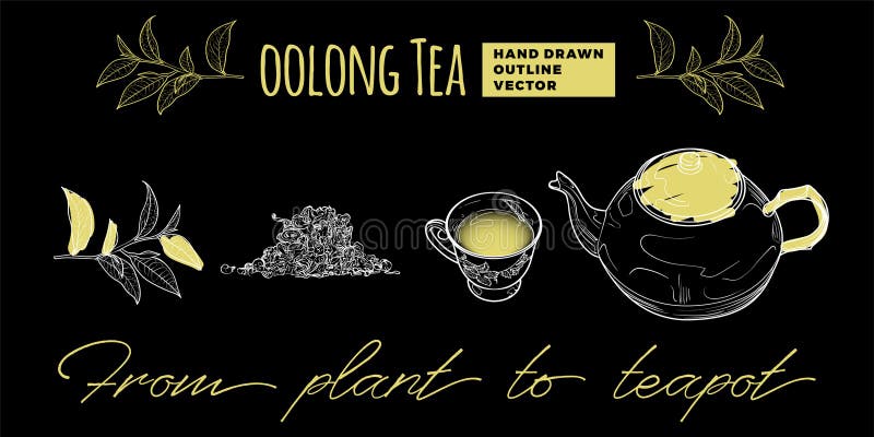 Line Art Oolong Tea from Plant To Pot Illustration Stock Vector ...