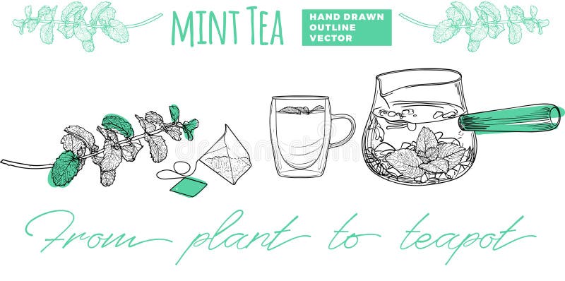 Mint Tea Line Art from Plant To Pot Illustration Stock Vector ...
