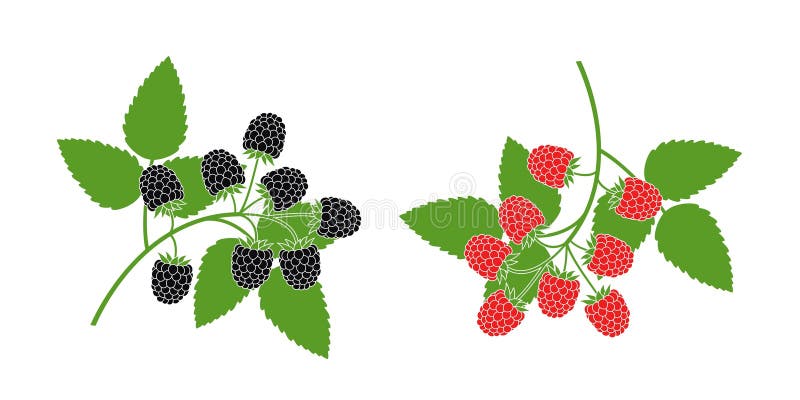 Raspberry Logo Stock Illustrations – 6,090 Raspberry Logo Stock ...