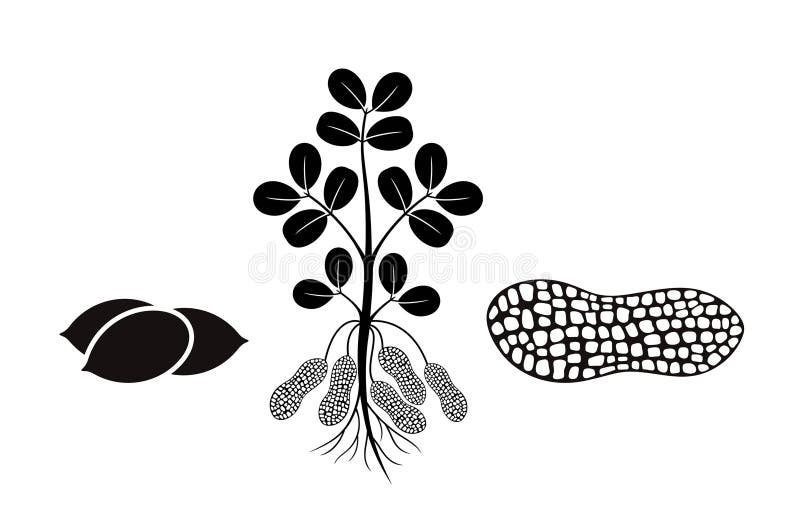 Peanut Plant Isolated Outline Illustration Stock Illustration ...