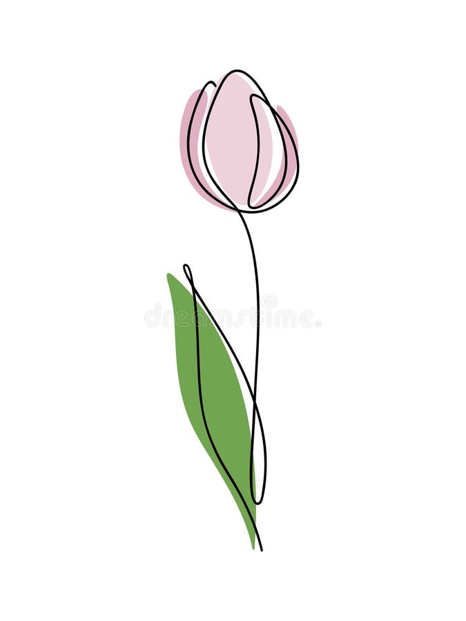Tulip Drawing with One Line, Hand-drawn, Isolated on White, Vector ...