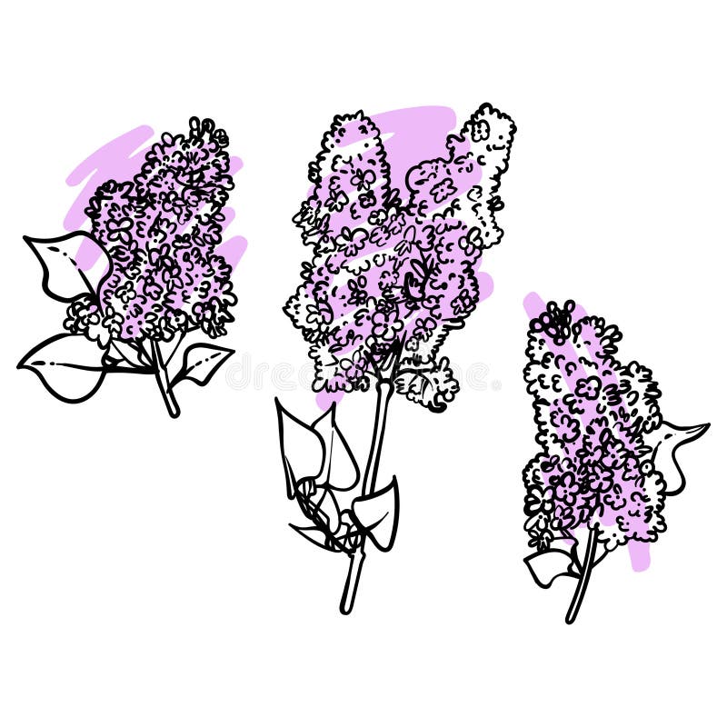 Hand Drawn Line Art Lilacs on Branches with Leaves. Stock Illustration ...