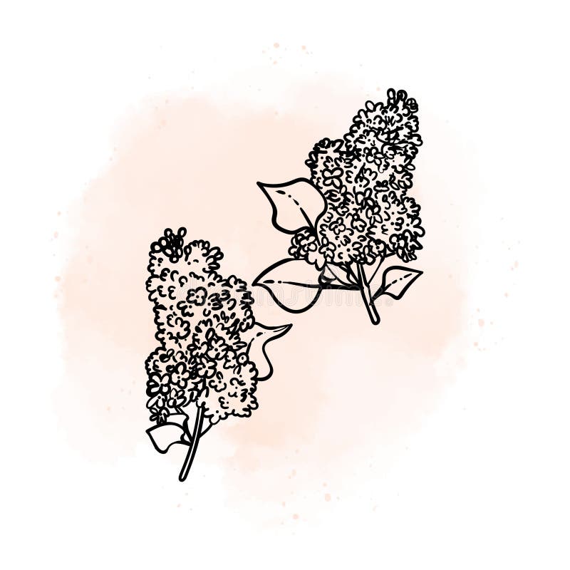 Hand Drawn Line Art Lilacs on Branches with Leaves. Stock Illustration ...
