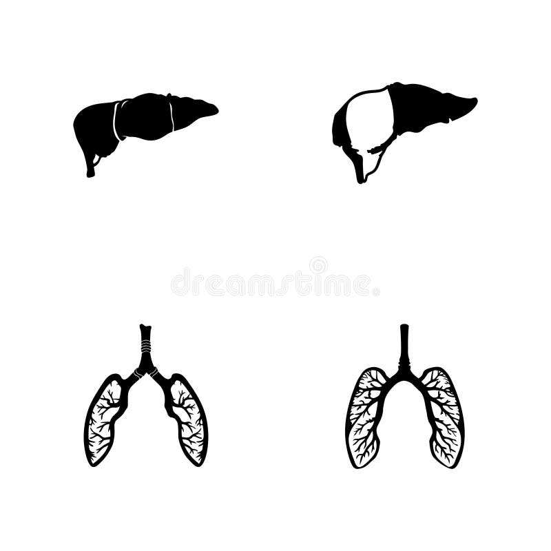 Vector Silhouette of Human Organs: Liver and Lungs. Stock Illustration ...