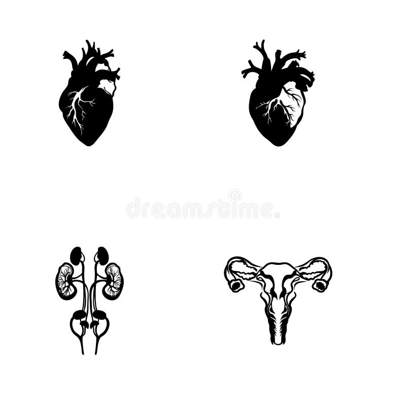 Vector Silhouette of Human Organs - Heart, Kidneys, Uterus. Stock ...