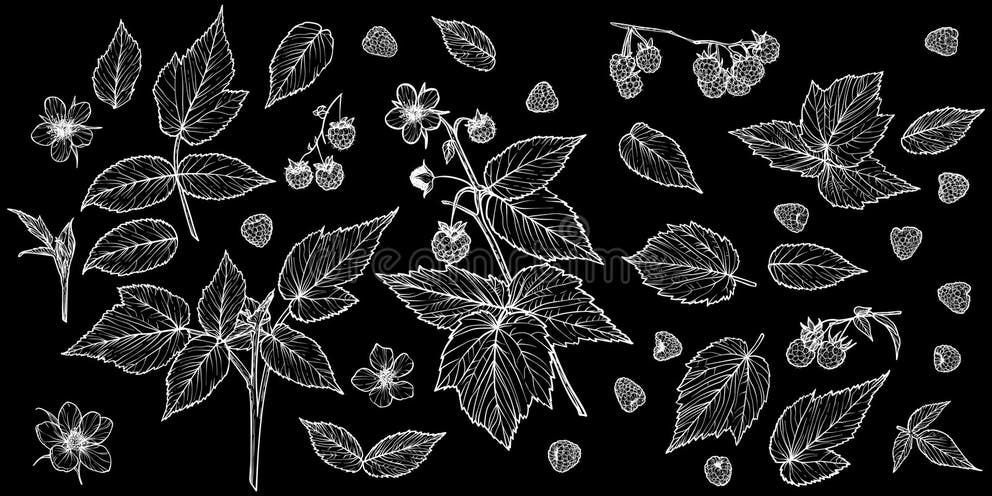 Set of White Raspberry Plants Line Art Stock Vector - Illustration of ...