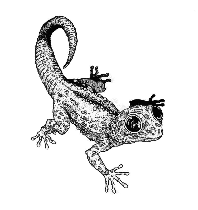 Grayscale Vector Image of a Gecko. Stock Vector - Illustration of white ...