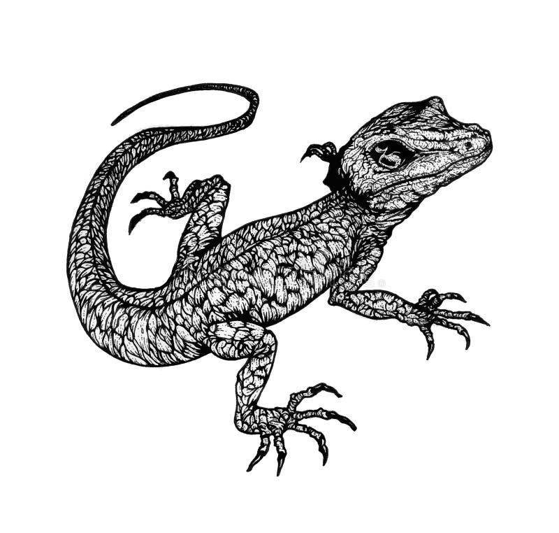 Lizard Stock Illustrations – 62,891 Lizard Stock Illustrations, Vectors ...