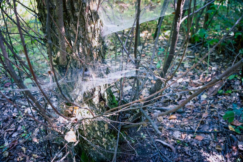 A Web Around a Tree in the Forest Stock Image - Image of leaves ...