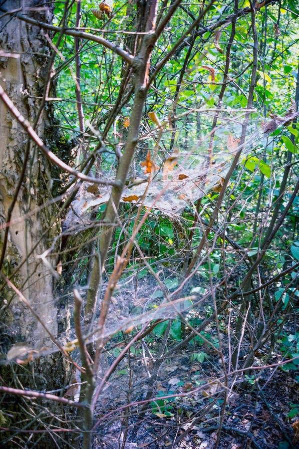 A Web Around a Tree in the Forest Stock Image - Image of forest, spring ...