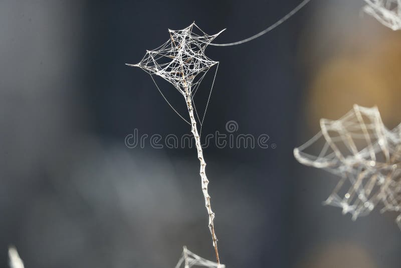 Spider web in the fall stock image. Image of green, nature - 159027071
