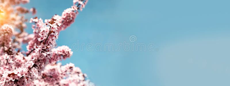Banner of Blooming Branches of Pink Cherry on a Background of Blue Sky ...