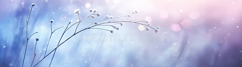 Web Banner Design with Blossoming Apricot Tree Branches and Ample Space ...