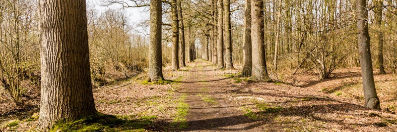 Web banner forest stock image. Image of lifestyle, healthy - 114996467