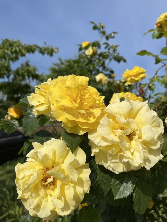 Beautiful Yellow Roses on a Green Blur Background Stock Image - Image ...