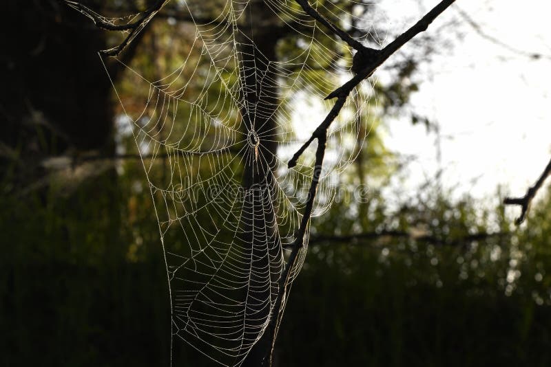 Web on the Branches of Trees Stock Photo - Image of grass, trees: 187322364