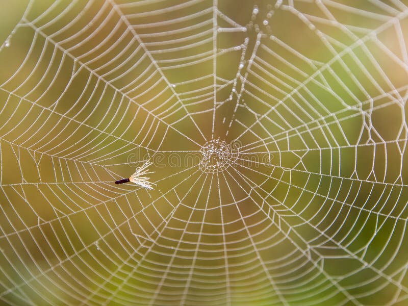 Web close up stock image. Image of beauty, morning, abstract - 33875877