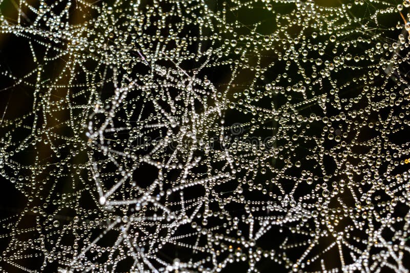 Web Cobweb Spiderweb Net Tissue Spider`s Web. Web in the Autumn Forest ...